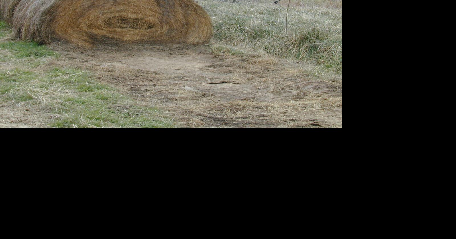 Poor Hay Doesn’t Have to Equal Poor Livestock Performance | Management ...