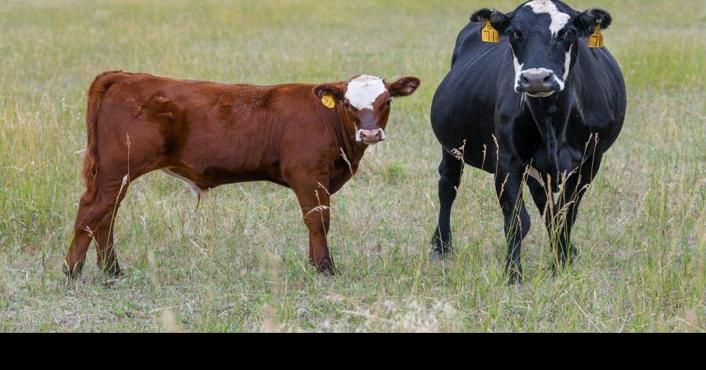 Managing Cows through Dry Conditions | Cow/Calf Corner ...