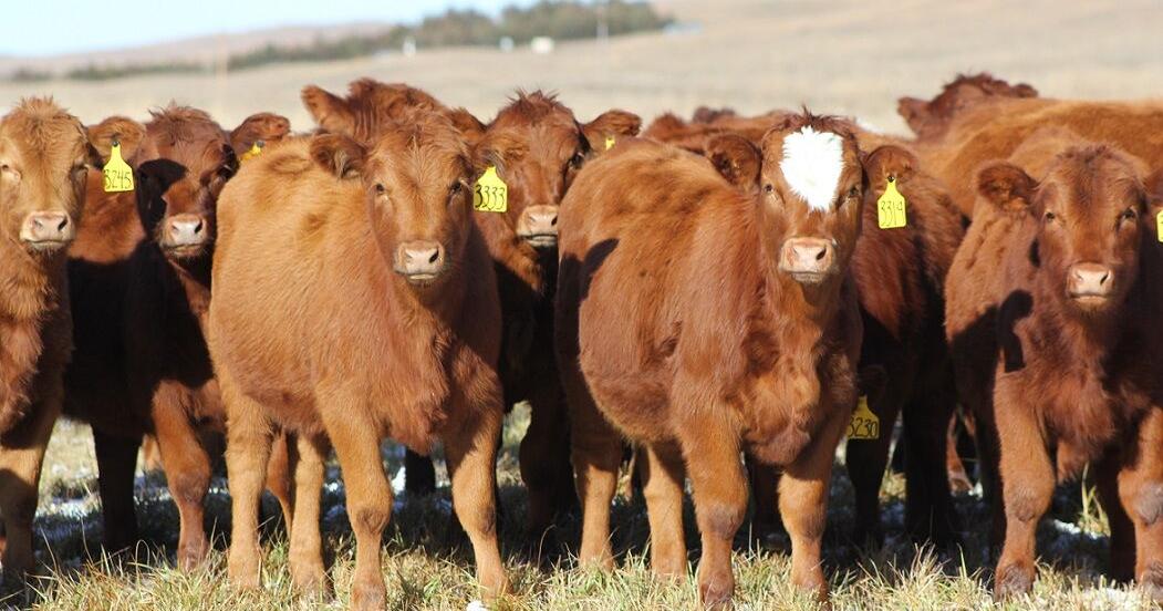 Effect of Heifer Development System on Reproduction and Subsequent Gain ...
