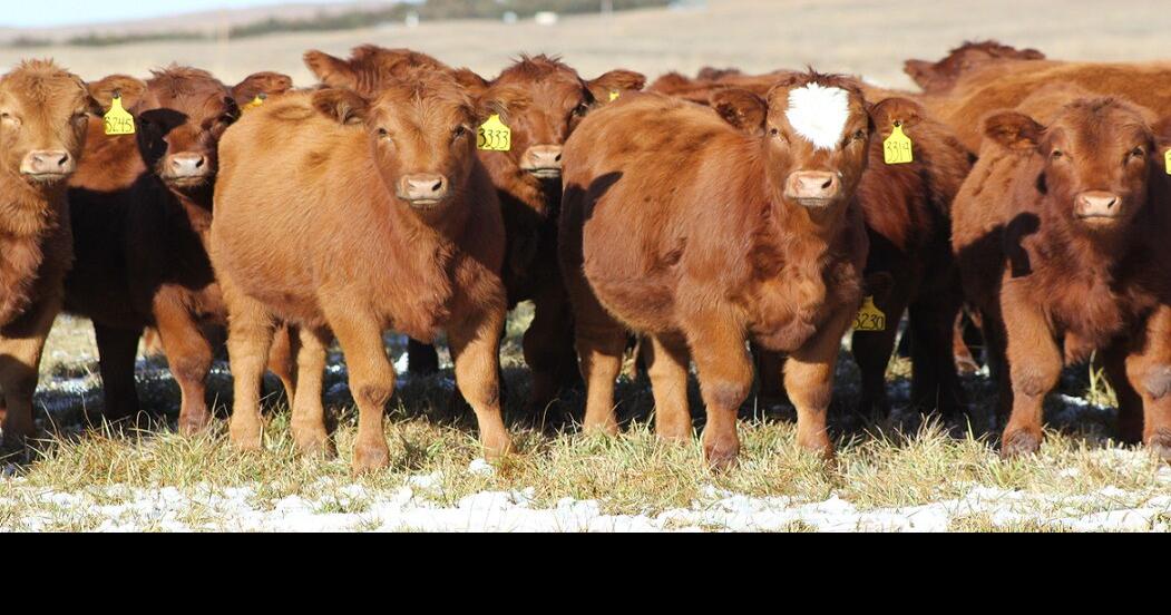 Effect of Heifer Development System on Reproduction and Subsequent Gain ...