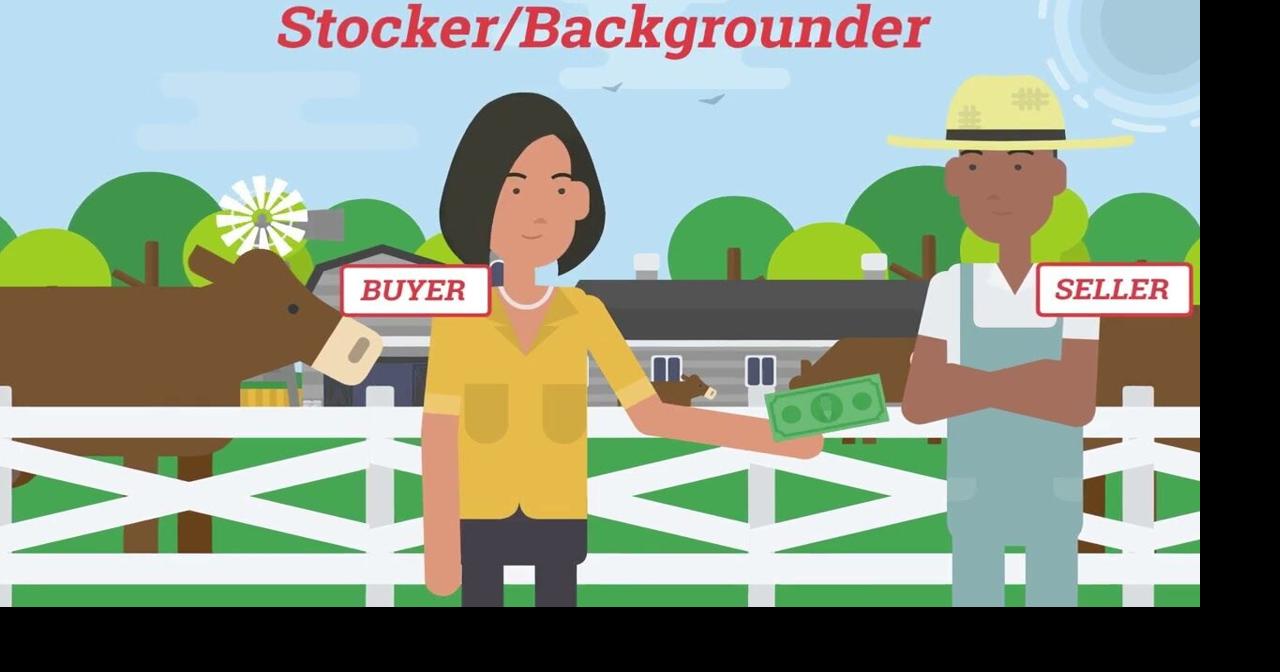 Stocker/Backgrounder Checkoff Collections | Multimedia ...