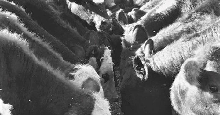 Ration Formulations for Growing Cattle | Feedlot Special ...