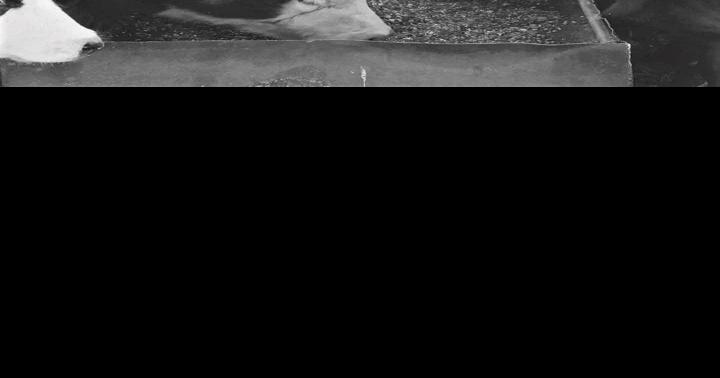 Ration Formulations for Growing Cattle | Feedlot Special ...