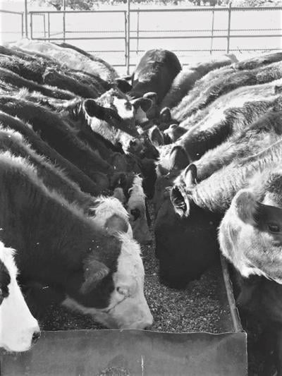 Will it Pay to Retain and Backgrounding Calves this Year? | Stocker ...