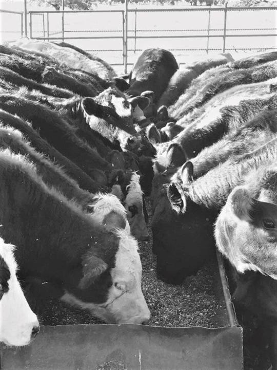 Ration Formulations for Growing Cattle | Feedlot Special ...