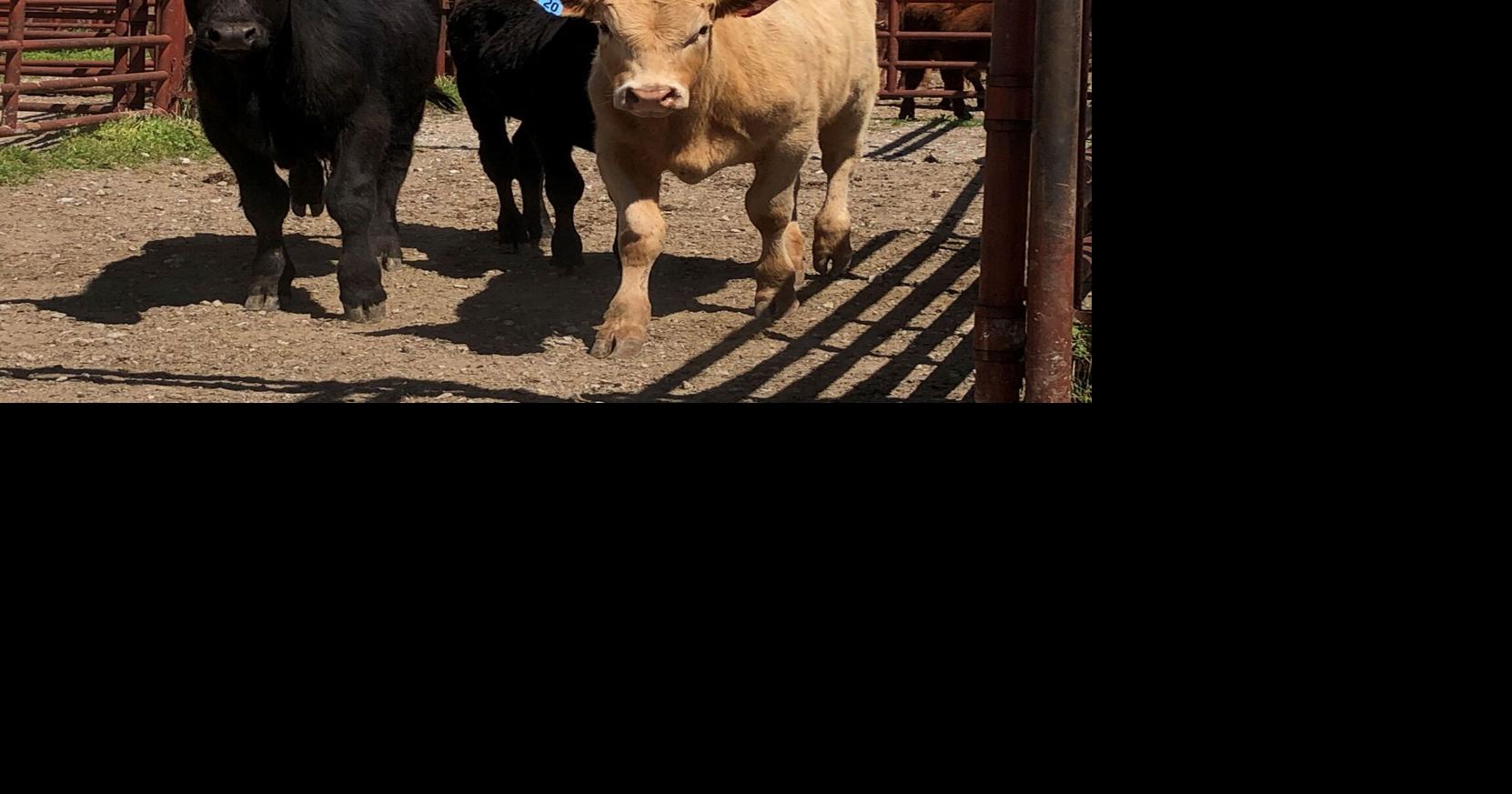 Beef Quality Assurance Certification Course Set for May 13 in Magnolia ...