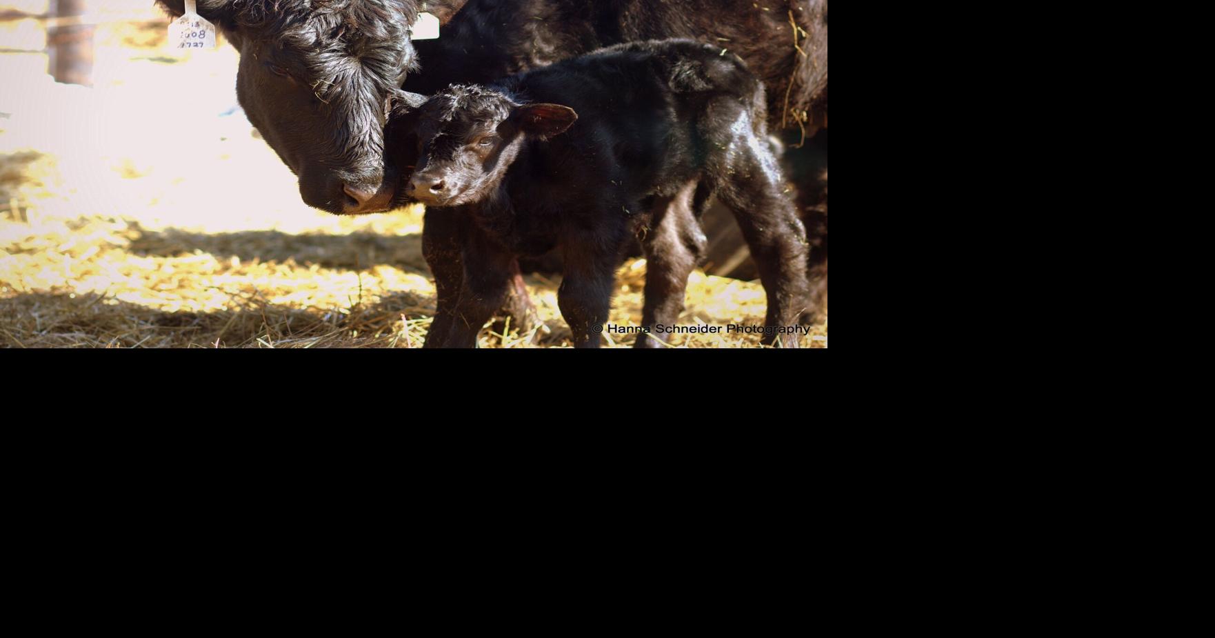 Clean Calving Environment: Pasture and Barn | Cow/Calf Corner ...