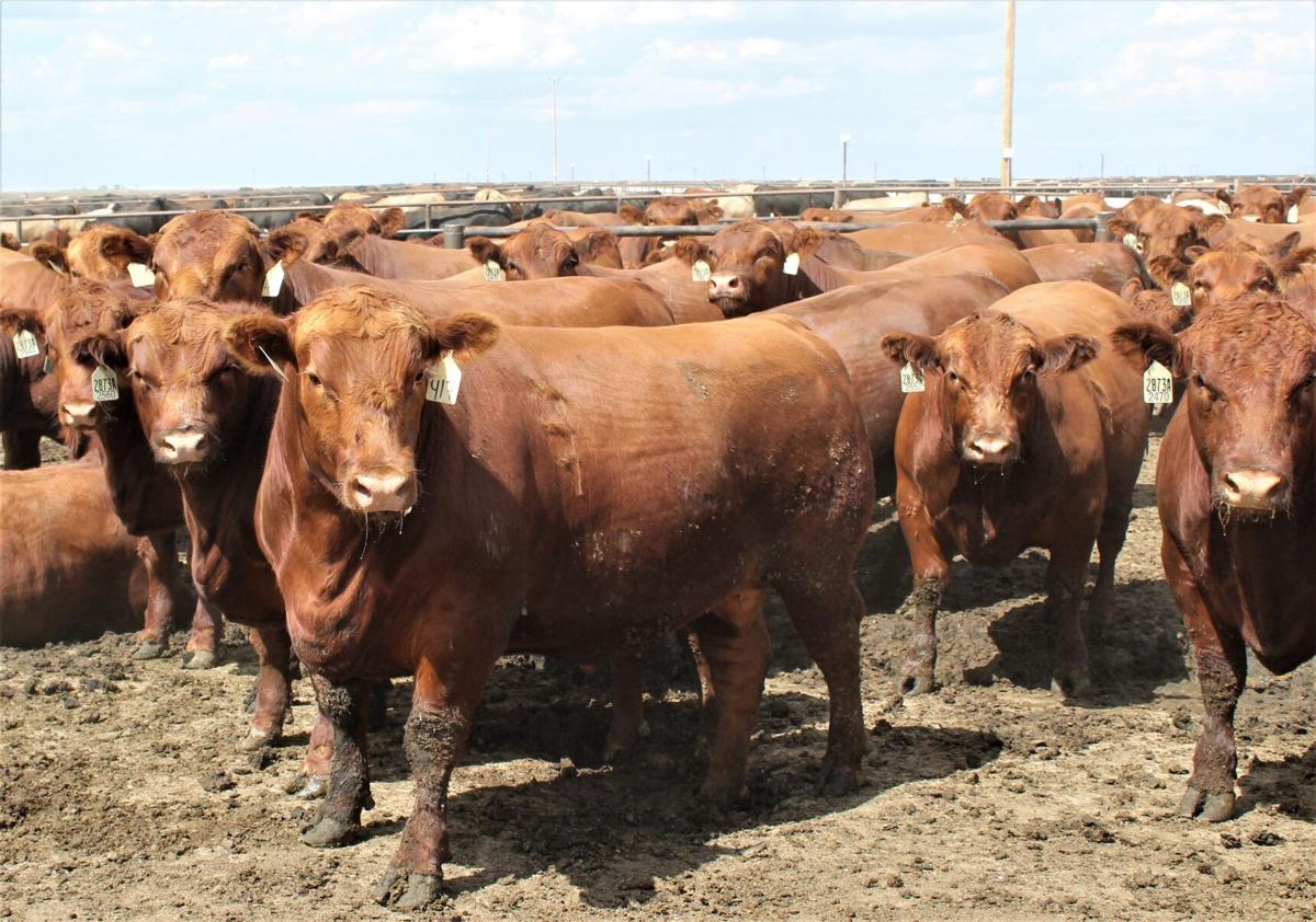 Moldy Feed and the Potential Effects on Cattle | Management ...