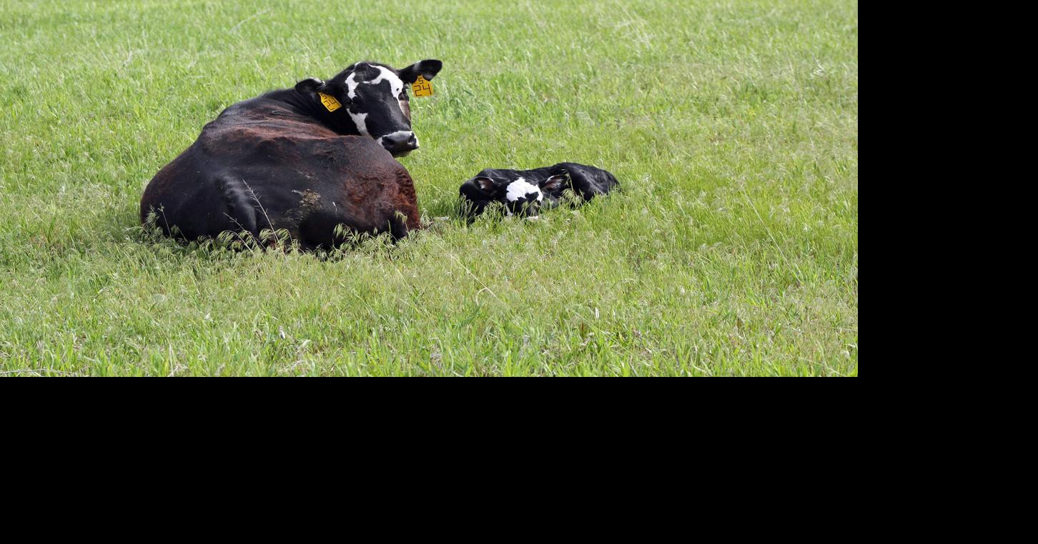 Preventing Grass Tetany in the Lactating Beef Cow this Spring | Cow ...