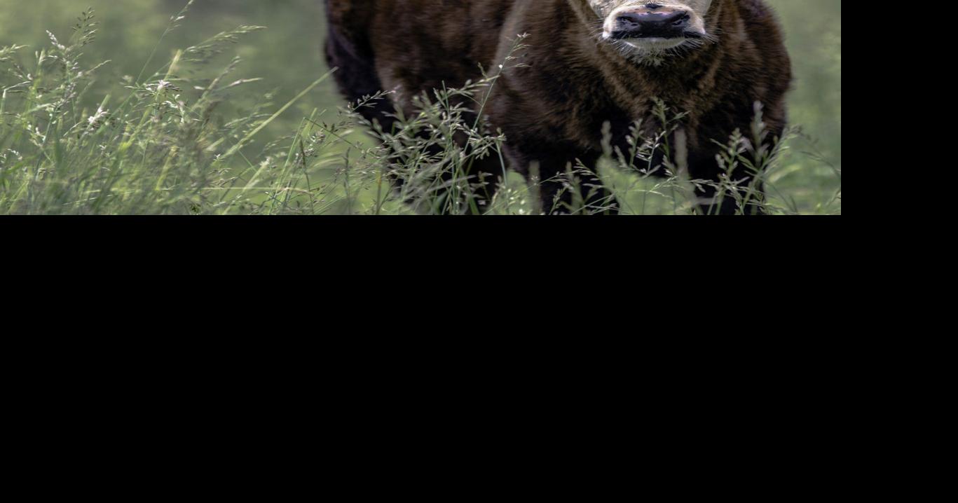 Fescue, At Your Service? | Cow/Calf Corner | feedlotmagazine.com