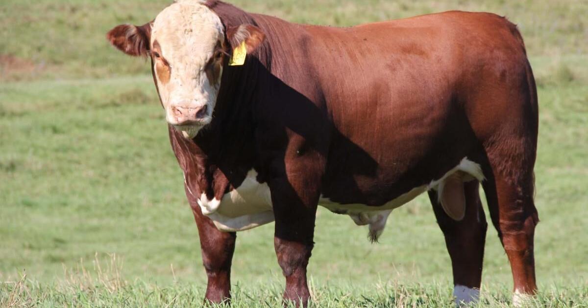 Keep an Eye on that Bull | News | feedlotmagazine.com