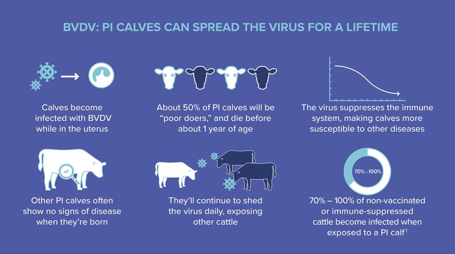 Stop PI Calves Before They Start: Two Key Tips | Company News ...