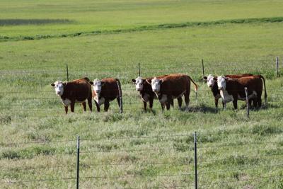 Why Consider Drylotting Cows This Fall? | Cow/Calf Corner ...