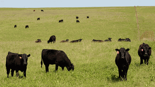 NCBA President Jerry Bohn: Beef Is, and Always Will Be Sustainable ...