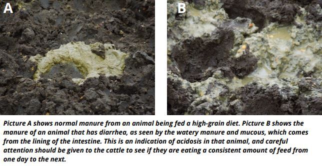 Understanding and Preventing Acidosis | Feedlot Special ...