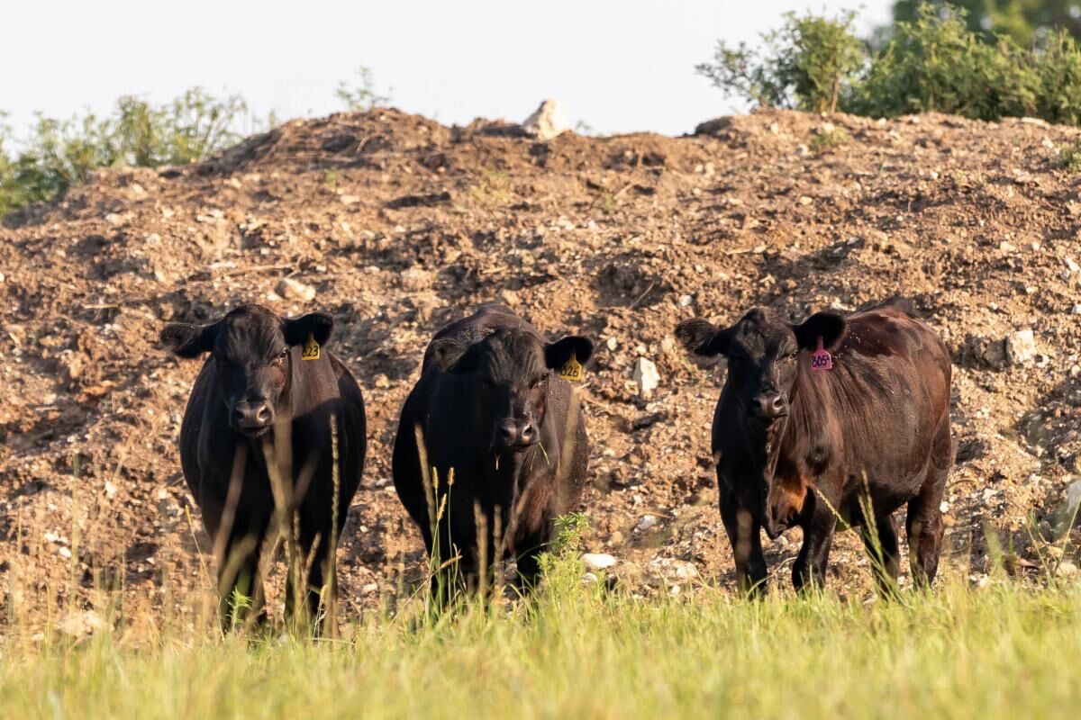 Strong Calf Prices Finish the Year | Industry News | feedlotmagazine.com