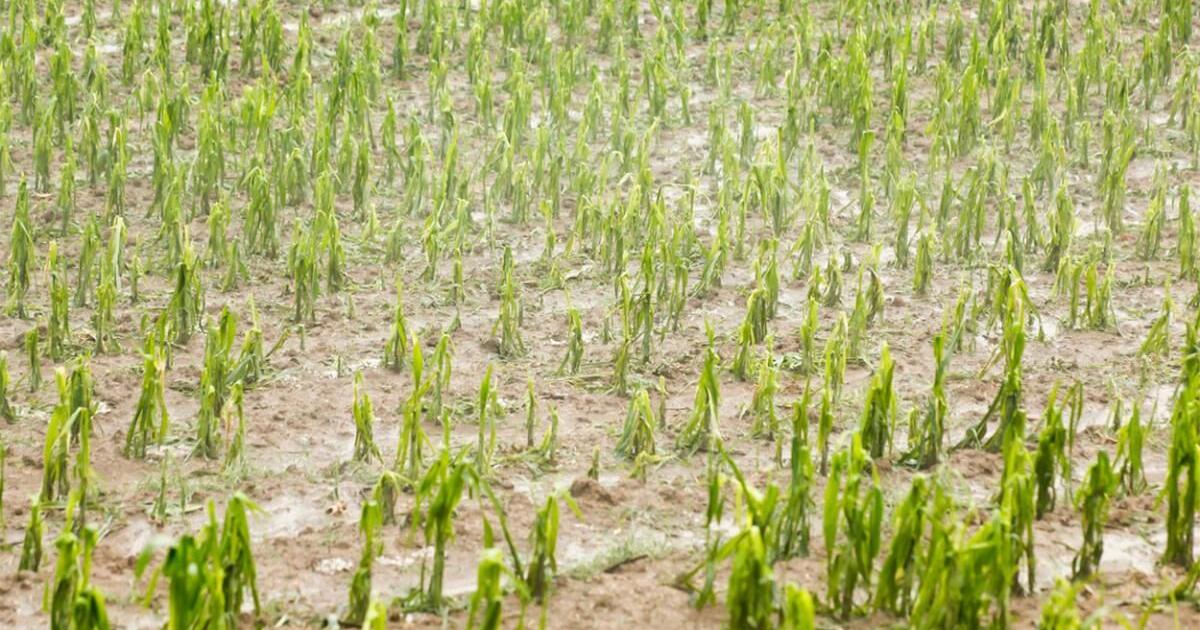 Are Fungicides Needed on Crops Damaged by Wind, Sand Blasting or Hail ...