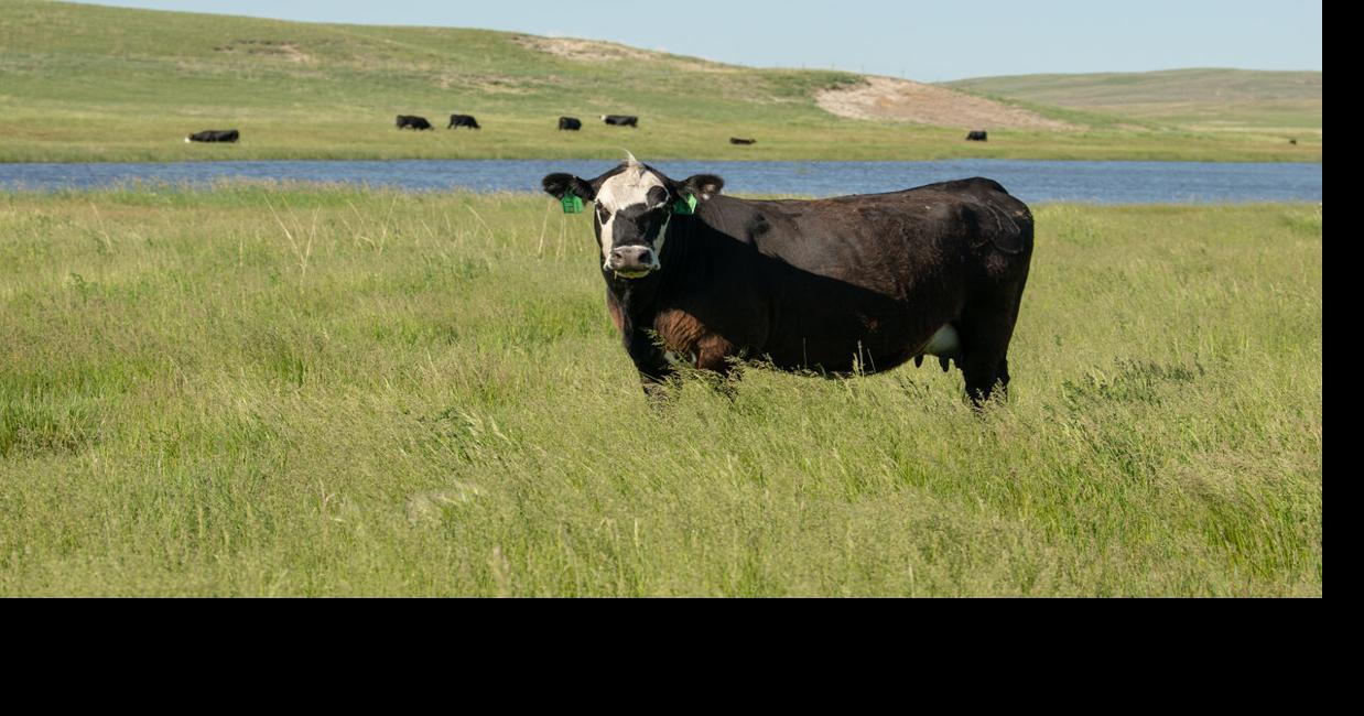 Time To Bank Some Body Condition For The Winter | Cow/Calf Corner ...