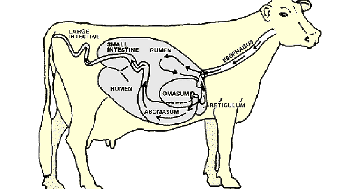 Ruminants: A Digestive Powerhouse | Cow/Calf Corner | feedlotmagazine.com