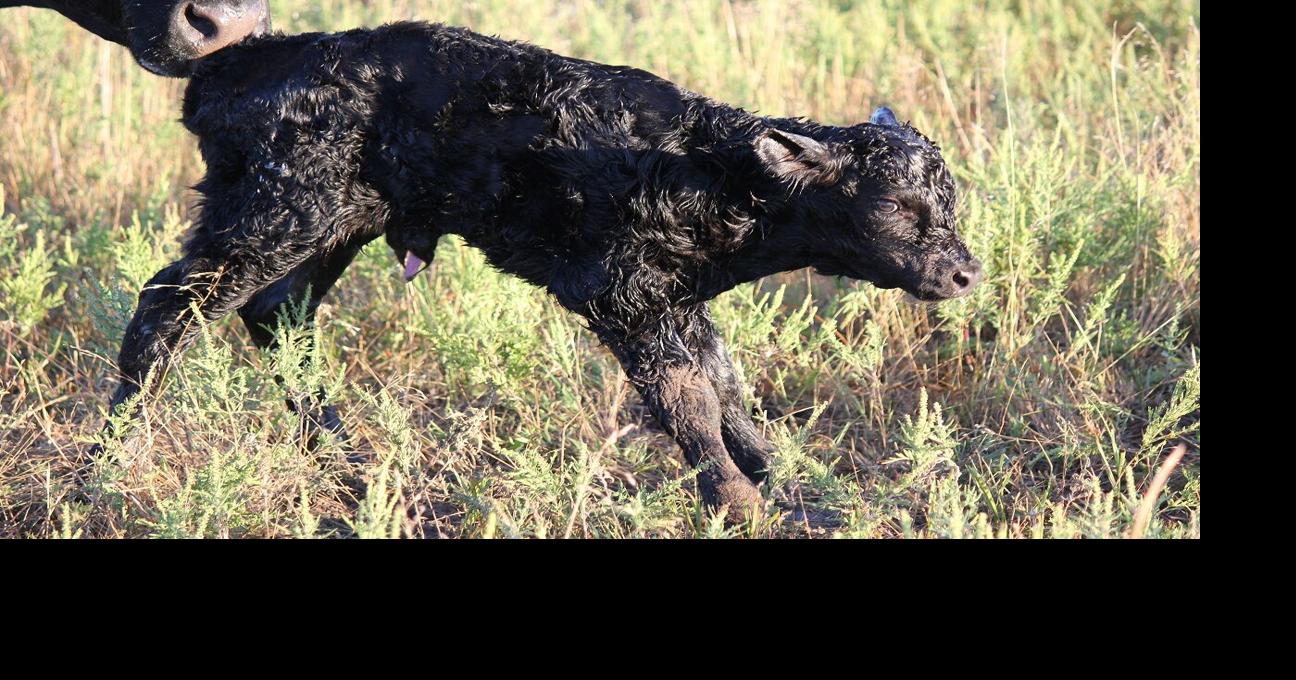Calf Scours and Calving Pasture Rotation | Cow/Calf Corner ...
