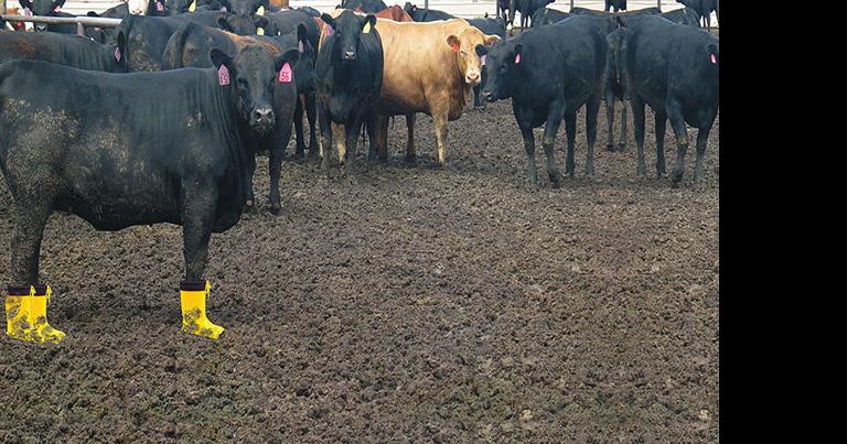Foot Rot Prevention Strategies | Feedlot Special | feedlotmagazine.com