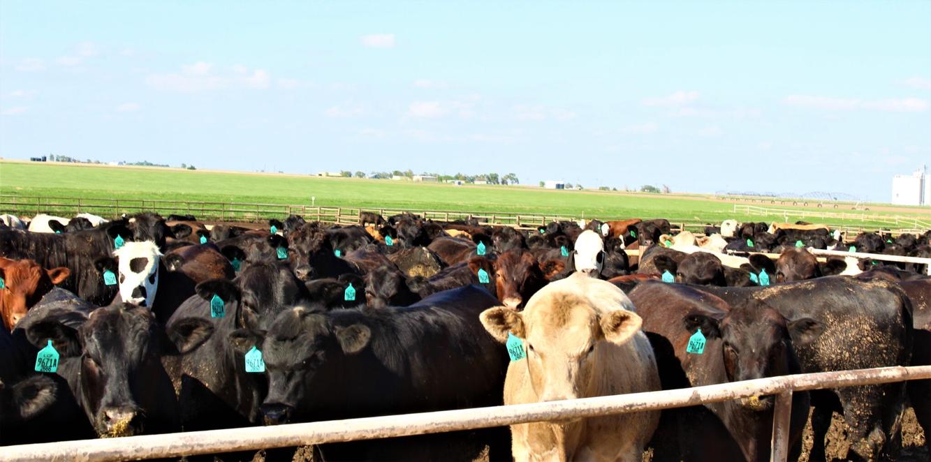 News | feedlotmagazine.com