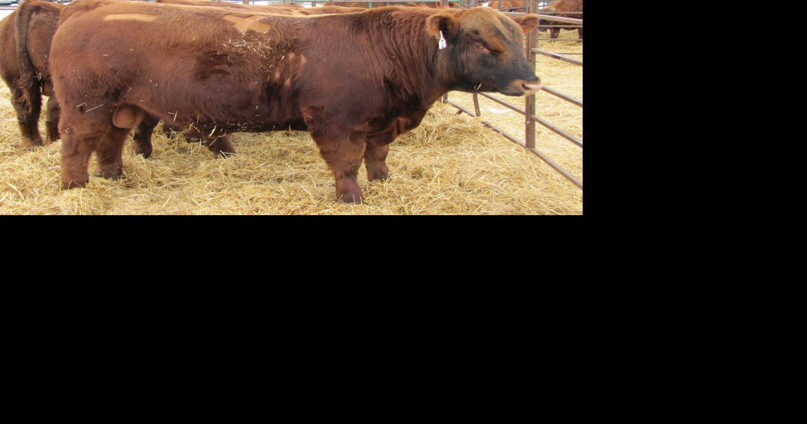 Navigating the Bull Sale: How to Pick the Best Bull for Your Herd’s ...