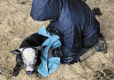 What to do When Calves Are Born Weak | Cow/Calf Corner ...