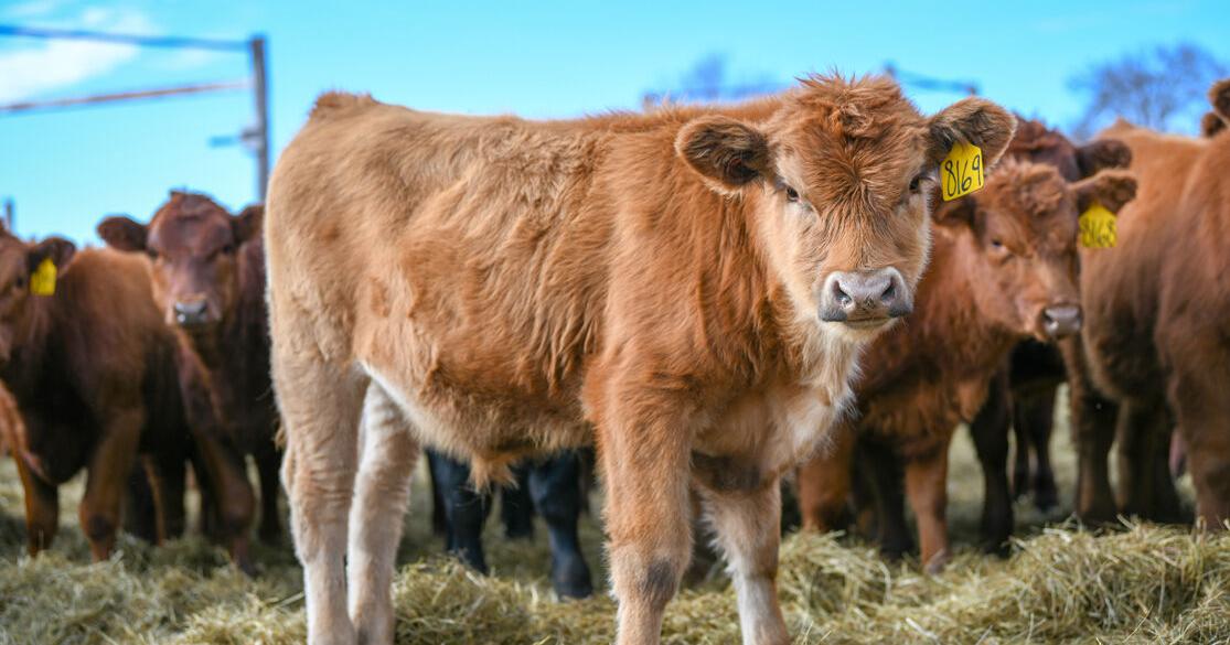 Thinking of Backgrounding Calves This Fall? | Stocker Special ...
