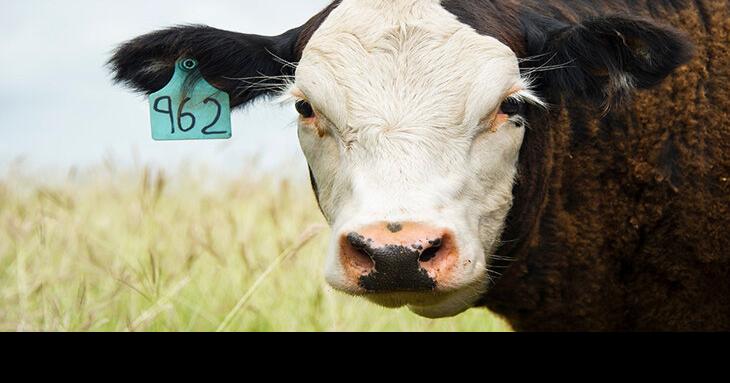 Feeding High-Magnesium Minerals to Cows Calving on Winter Pastures ...