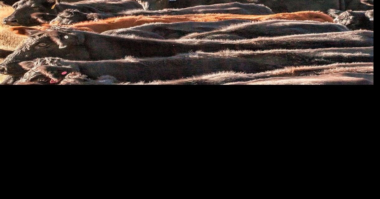 Beef Quality Assurance: Cattle Handling Principles | Management ...