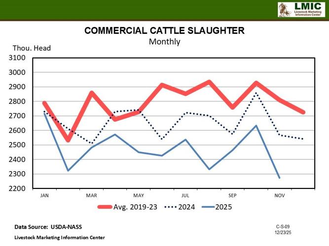 Declines In 2025 Cattle Slaughter Near 2014 Levels | Industry News ...