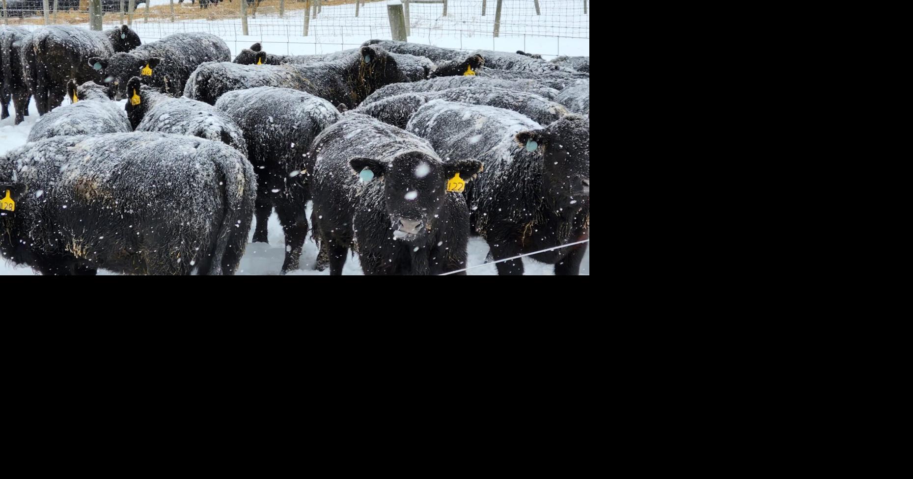 Prepare Your Cattle for Cold Weather | Cow/Calf Corner ...