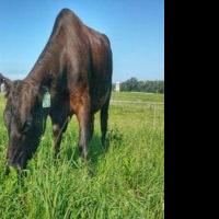 Preventing Pasture Damage During Prolonged Periods of Wet Weather | Cow ...