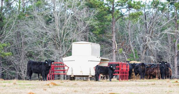 Fall Calving Cows and Creep Feed | Cow/Calf Corner | feedlotmagazine.com