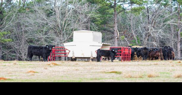 Milk EPD and Creep Feed Intake | Cow/Calf Corner | feedlotmagazine.com