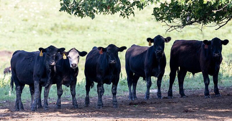 Impacts of Water Restriction and Humidity on Beef Cattle | Beef News ...