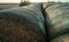 Moldy Feed and the Potential Effects on Cattle | Management ...