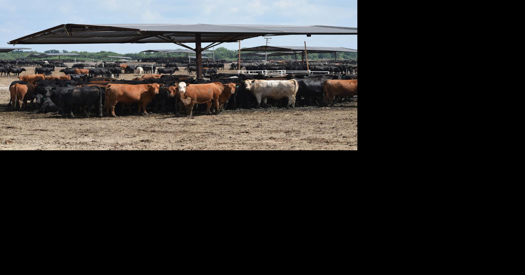 Shade Allocation is Important for Growing Cattle Comfort and Efficiency ...