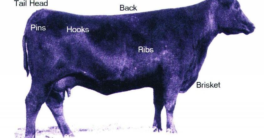 Body Condition Scoring for Beef Cattle | Cow/Calf Corner ...