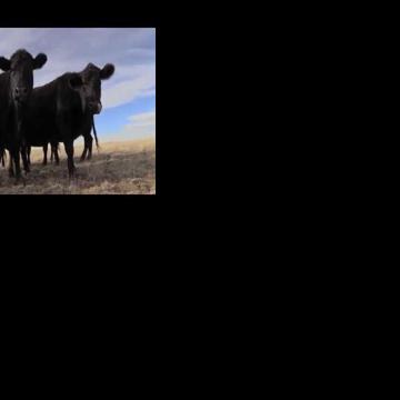 High performance cattle that fit the environment | News ...