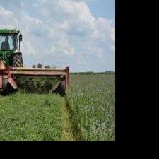 Steps to Speed Up Field Curing of Hay Crops | News | feedlotmagazine.com