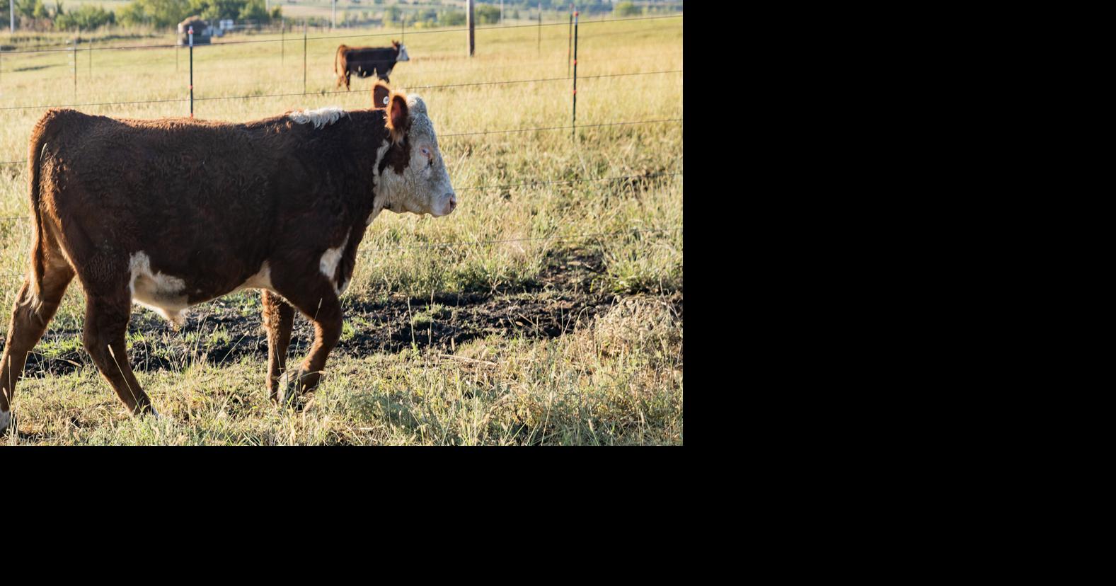 Cattle Chat: Reducing the Risk of Pinkeye | Cow/Calf Corner ...