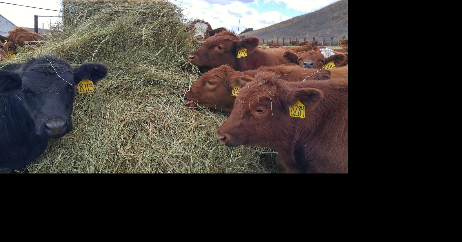 What Did it Cost to Produce a Pound of Calf This Year? | Cow/Calf ...