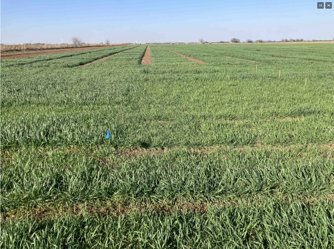 Moldy Feed and the Potential Effects on Cattle | Management ...