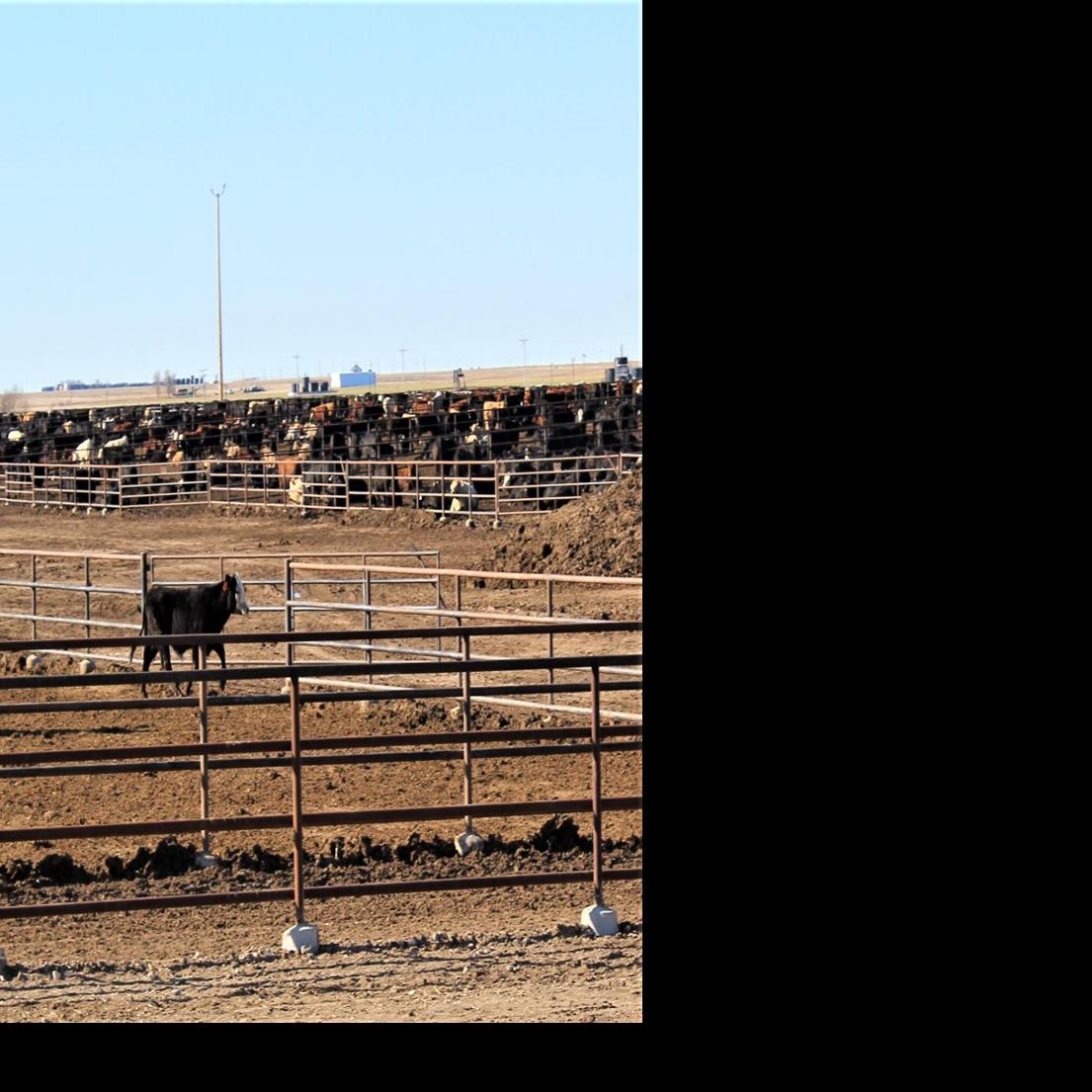 Feedlot Special | feedlotmagazine.com