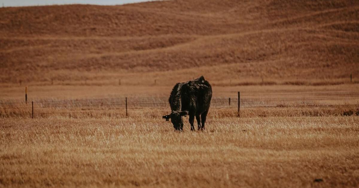 Cow Behavior Drives Productivity | Cow/Calf Corner | feedlotmagazine.com