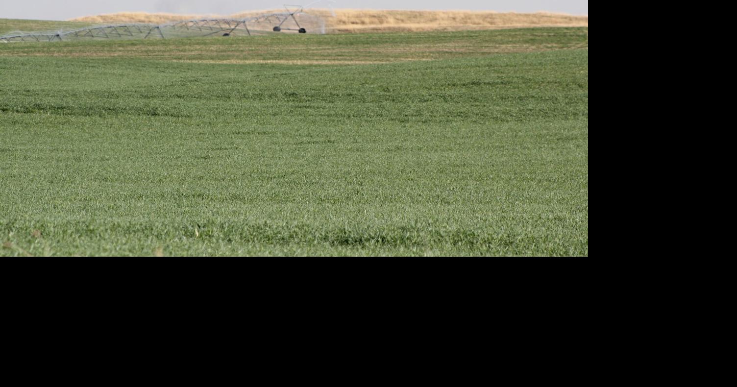 Economics of Producing Forage on Cropland | Management ...