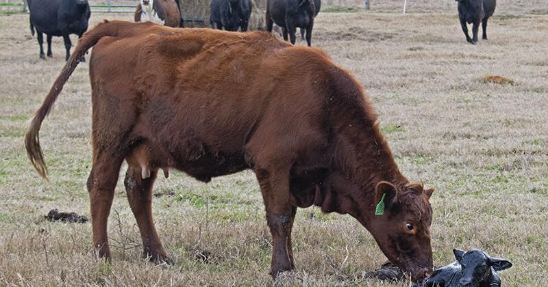 The Calving Process – Understanding the Three Stages of Parturition ...