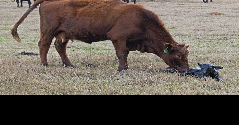 The Calving Process – Understanding the Three Stages of Parturition ...